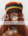 Monkey With Dreadlocks Photo by Rzrbcks | Photobucket